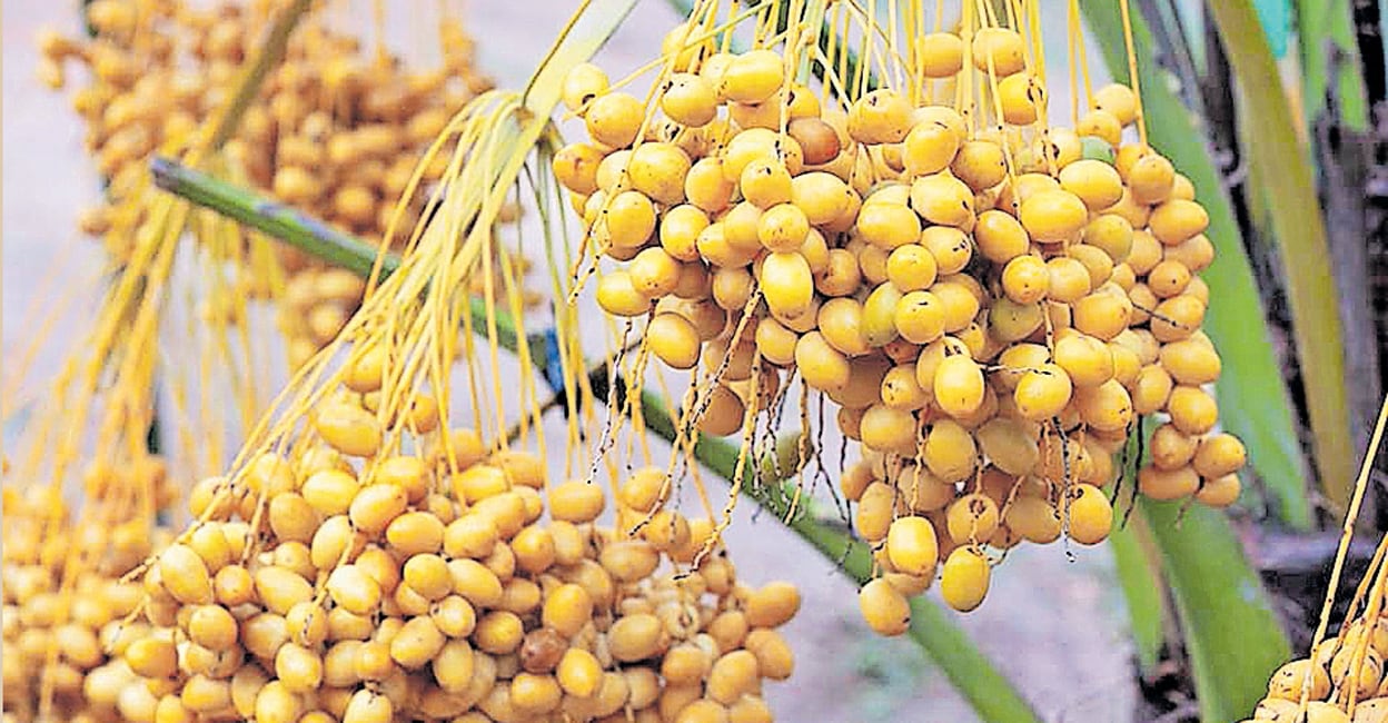 വിൽപന ഇരട്ടിപ്പിച്ച് ഈന്തപ്പഴ മേള - Local Dates Festival | Dates ...