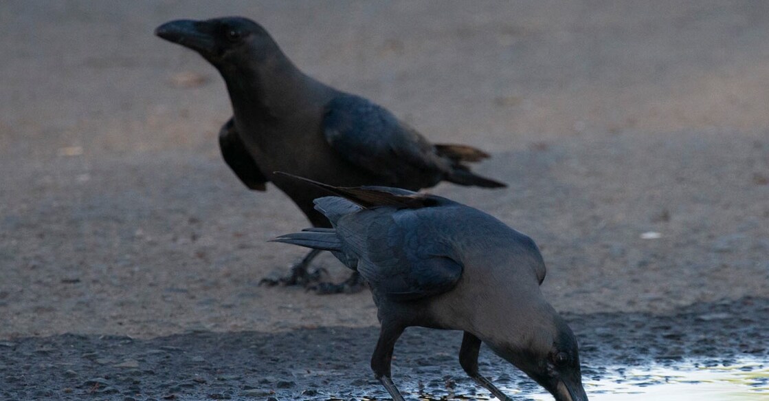 കാക്കേ കാക്കേ പോയ്ക്കൂടെ?; സൗദിയിൽ ഇന്ത്യൻ കാക്കൾ ശല്യമാകുന്നു ...