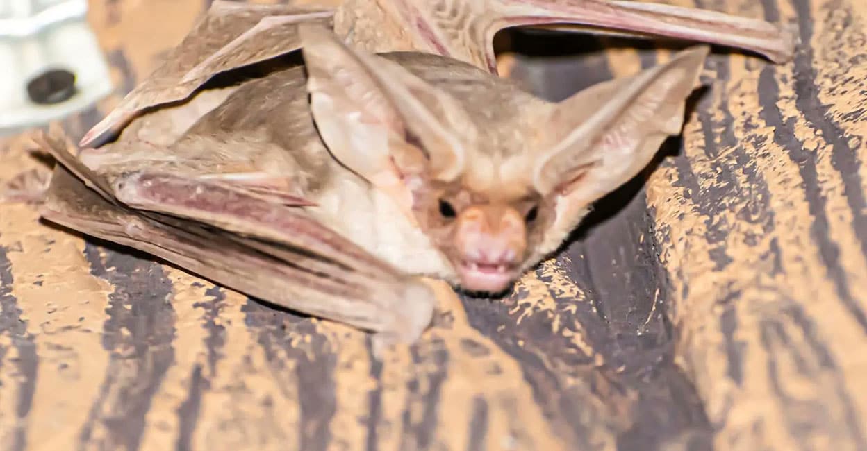 പന്നിയുടേതു പോലെ മൂക്ക് താമസം പാറക്കെട്ടുകളിൽ സൗദിയിൽ അപൂർവ ഇനം ...