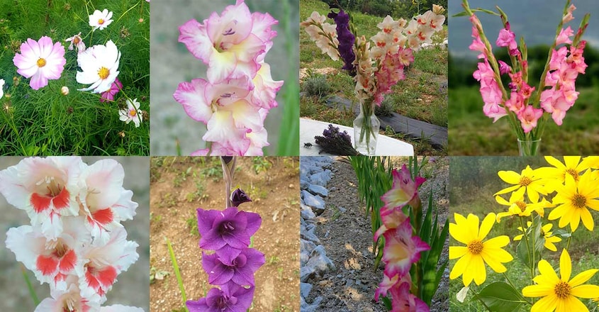 ഫ്ലവർ ഫാം തുറന്ന് സ്വദേശി യുവാവ് മുവൈലിഹിൽ വസന്തകാലം - Abdullah Al ...