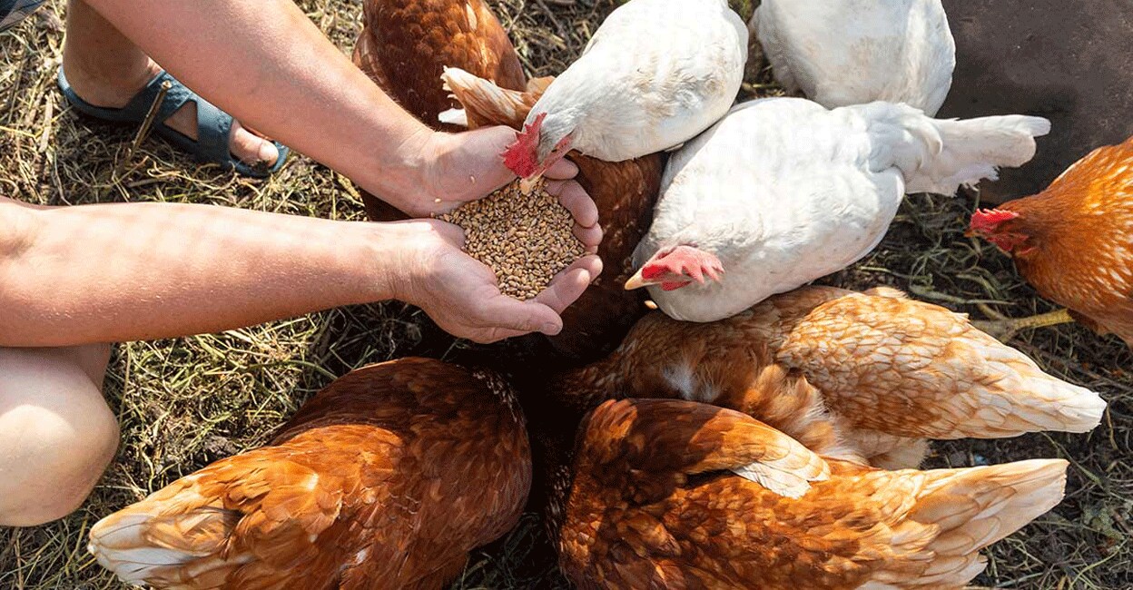 റെക്കോർഡ് നേട്ടവുമായി സൗദിയിലെ കോഴി ഉൽപാദനം - Poultry Farming ...