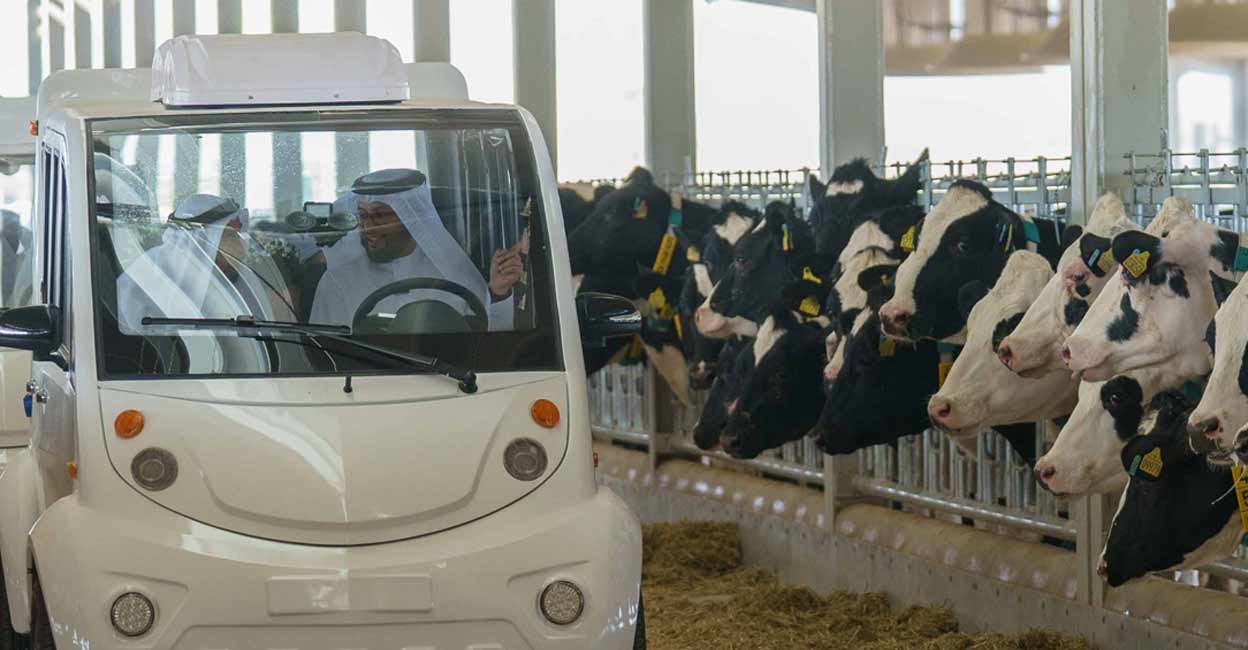 ഡെന്മാർക്കിൽ നിന്ന് 1,000 പശുക്കൾ ഗുണമേന്മയേറിയ പാൽ - Sharjah | Gulf ...