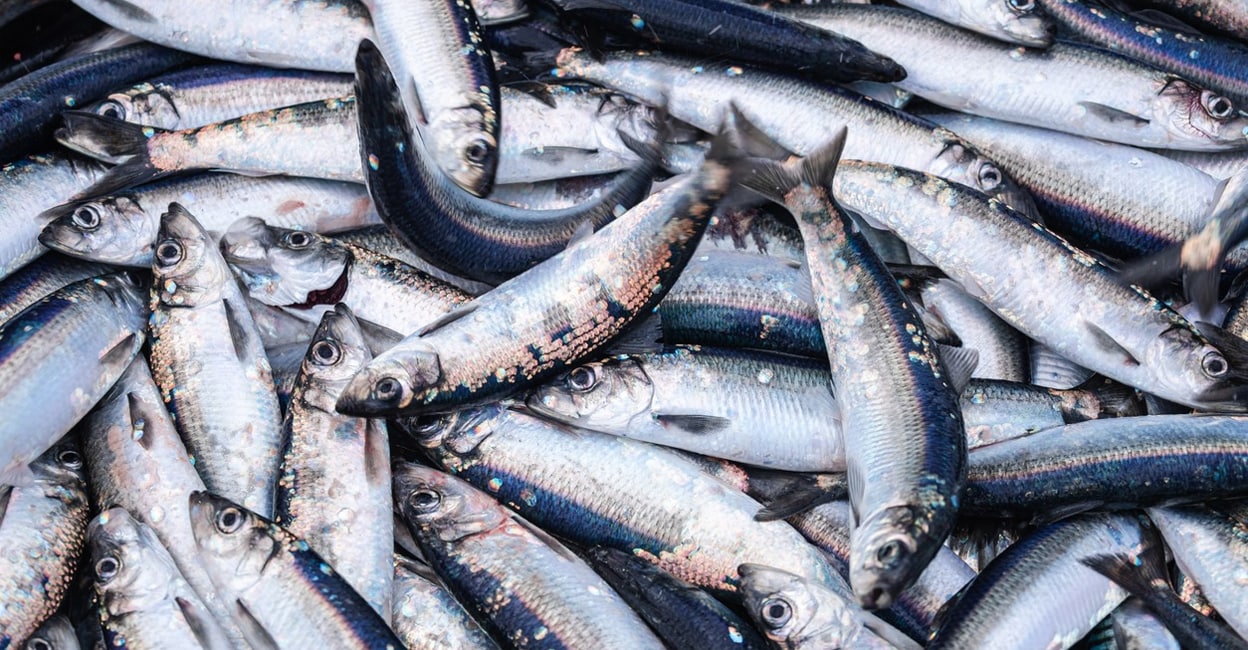 പ്രവാസികളുടെ മനം കവരുന്ന മത്തി അറബിക് സംസാരിക്കുന്ന മലയാള സിനിമകൾ ഗൾഫ് ...