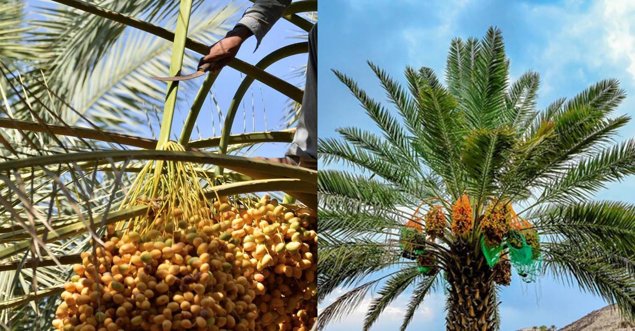 ഈന്തപ്പന ഉത്പാദകരിൽ മികവ് തെളിയിച്ച് ഖസീം - Dates | Dates Agriculture ...