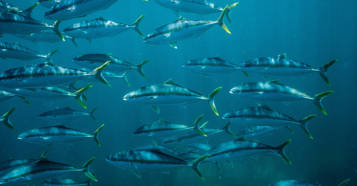 ഒമാനില്‍ അയക്കൂറ മീൻ പിടിക്കുന്നതിനുള്ള നിയന്ത്രണം നീക്കി - Oman King ...