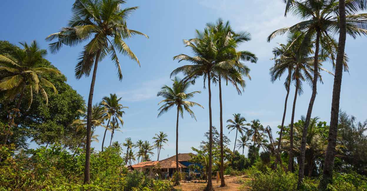 ‘ഓർമയിലെ ആനിക്കാട്: മണിമലയാറും പുലിക്കമലയും ചേർന്നുനിന്ന എന്റെ ...