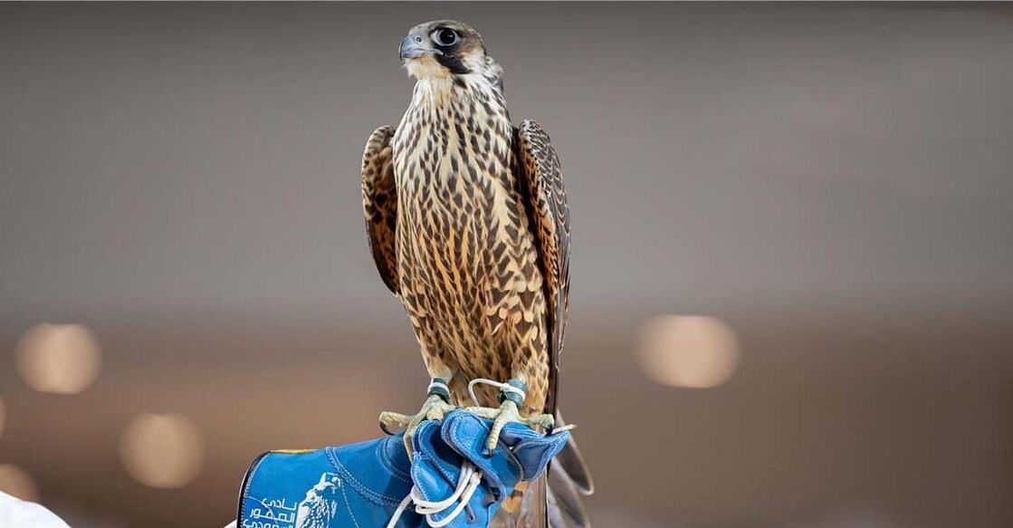 സൗദി ഇന്റർനാഷനൽ ഫാൽക്കൺസ് ആൻഡ് ഹണ്ടിങ് പ്രദർശനം 2025 45 രാജ്യങ്ങളി ...