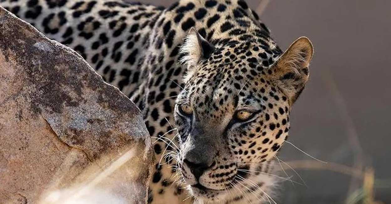 അറേബ്യൻ പുള്ളിപ്പുലികളുടെ സംരക്ഷണത്തിനായി ഒത്തുചേർന്ന് അൽഉല -Royal ...