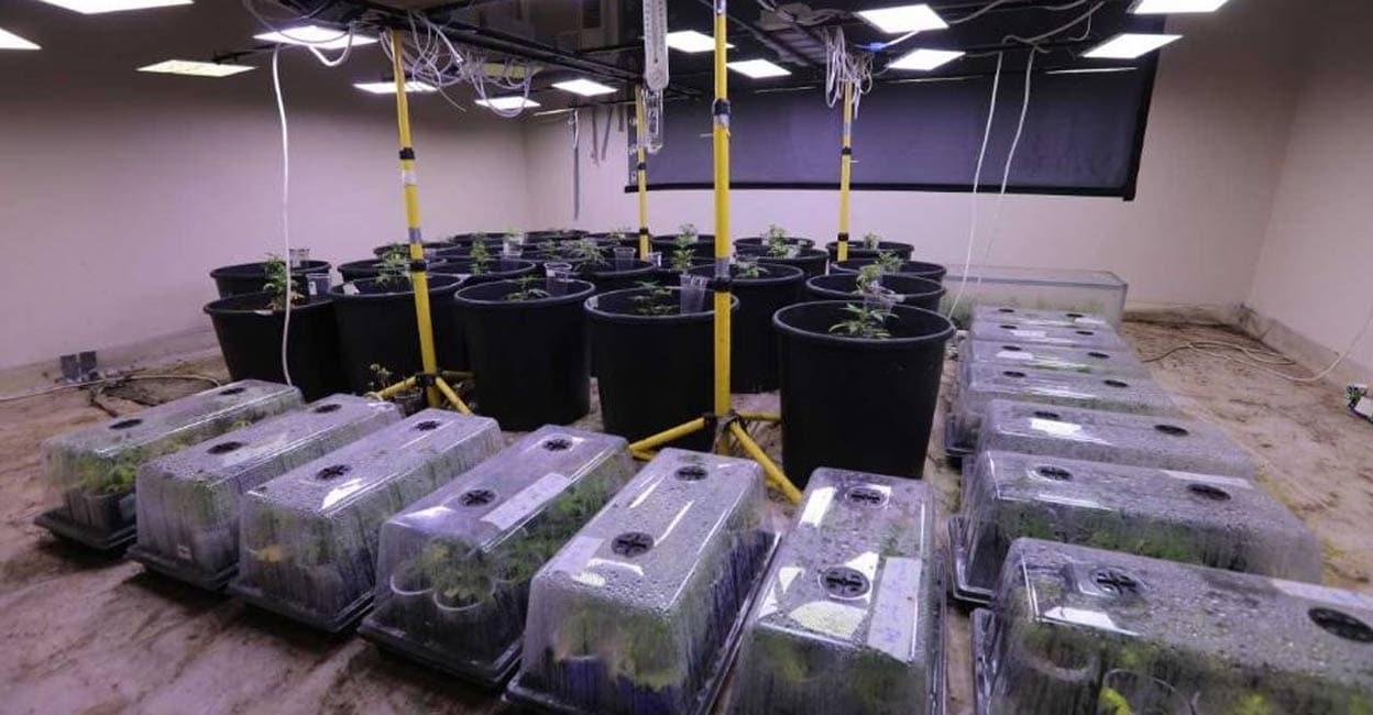 വീട്ടിൽ കഞ്ചാവ് കൃഷി ബഹ്‌റൈനിൽ 5 പേർ അറസ്റ്റിൽ - Arrest In Bahrain ...