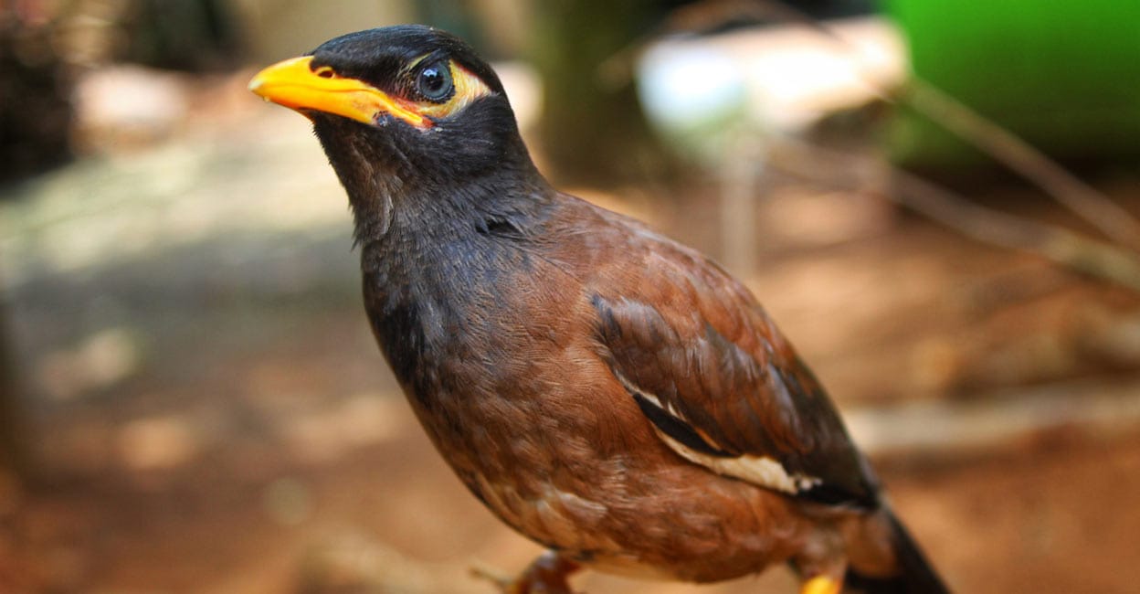 കെണിയിൽ വീണത് 5936 മൈനകൾ നിയന്ത്രണ നടപടികൾ ഫലപ്രദമെന്ന് ഖത്തർ - Qatar ...