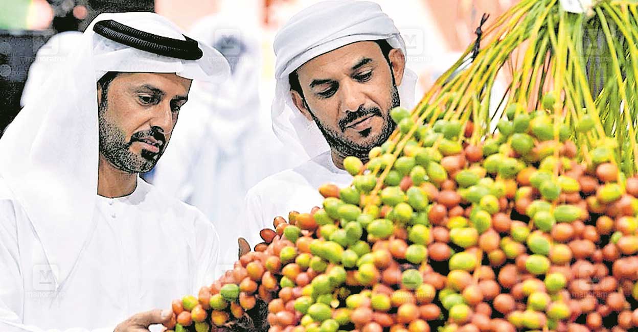 ലിവ ഈന്തപ്പഴോത്സവം അടുത്തമാസം 14 മുതൽ - Dates Festival | Dates | Liwa ...