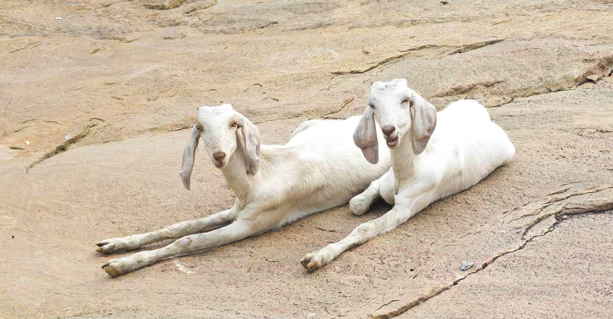 യുഎഇയിൽ വിപണി കീഴടക്കി ഇന്ത്യൻ ആടുകൾ - Goat | Indian Goat | Market in ...