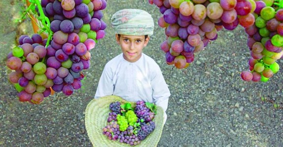 ഒമാനില്‍ ഇത് മുന്തിരിക്കാലം കർഷകർക്ക് പ്രതീക്ഷയേകി 'തനാ' ലേലം - Grapes | Harvest | Grape ...