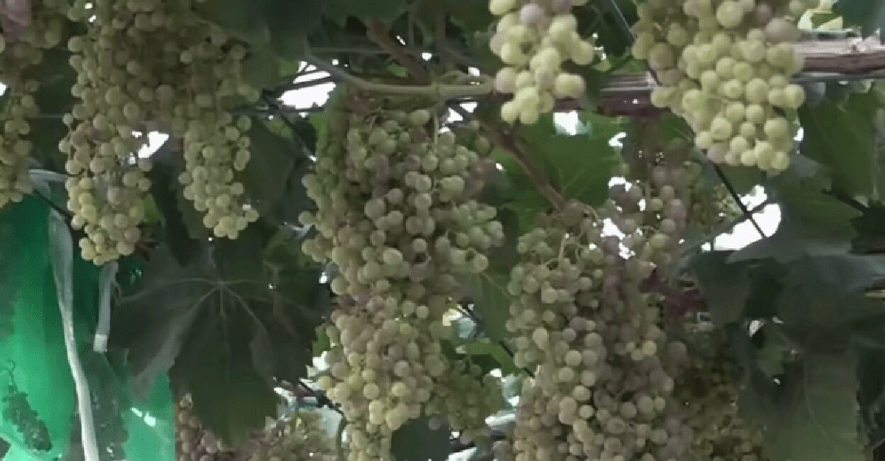 ഷാർജയിലെ ഘമാം പദ്ധതിയിൽ ആദ്യ മുന്തിരിവിളവ് വിജയകരം - first grape harvest | Sharjah Ghamam ...