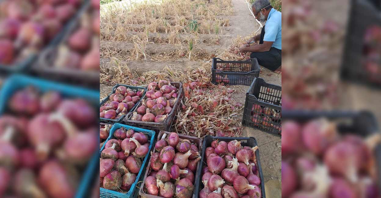 മരുഭൂമിയിൽ വിരിഞ്ഞ സവാള സ്വപ്നങ്ങൾ വിത്തിട്ട് മൂന്ന് മാസത്തിനുള്ളിൽ വിളവെടുപ്പ് ഖത്തറി ...