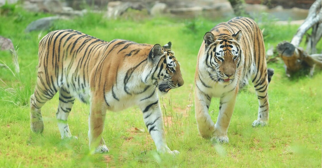 അൽ ഐൻ മൃഗശാല രാജ്യാന്തര കടുവ ദിനം ആഘോഷിച്ചു - Al Ain Zoo ...
