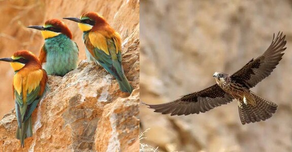 ശരത്കാലമെത്തി; ദേശാടന പക്ഷികളെ വരവേൽക്കാൻ സൗദി - Saudi Arabia bird ...