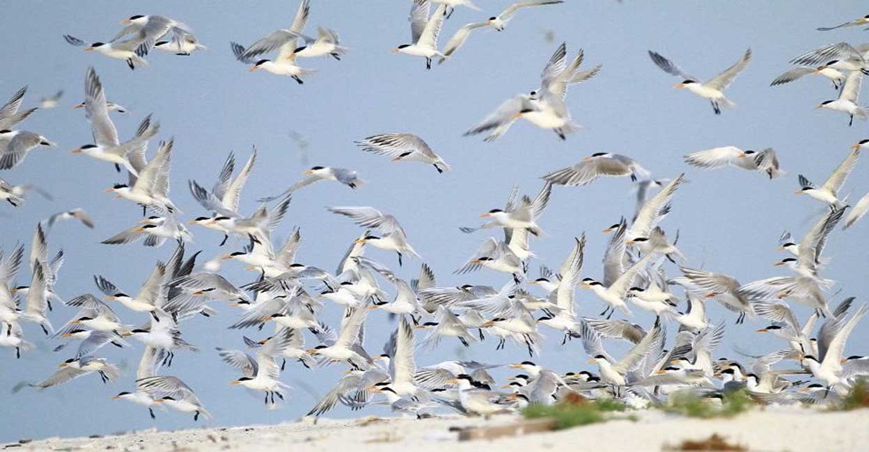 ശരത്കാലമെത്തി; ദേശാടന പക്ഷികളെ വരവേൽക്കാൻ സൗദി - Saudi Arabia bird ...