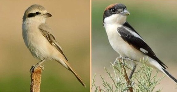 ശരത്കാലമെത്തി; ദേശാടന പക്ഷികളെ വരവേൽക്കാൻ സൗദി - Saudi Arabia bird ...