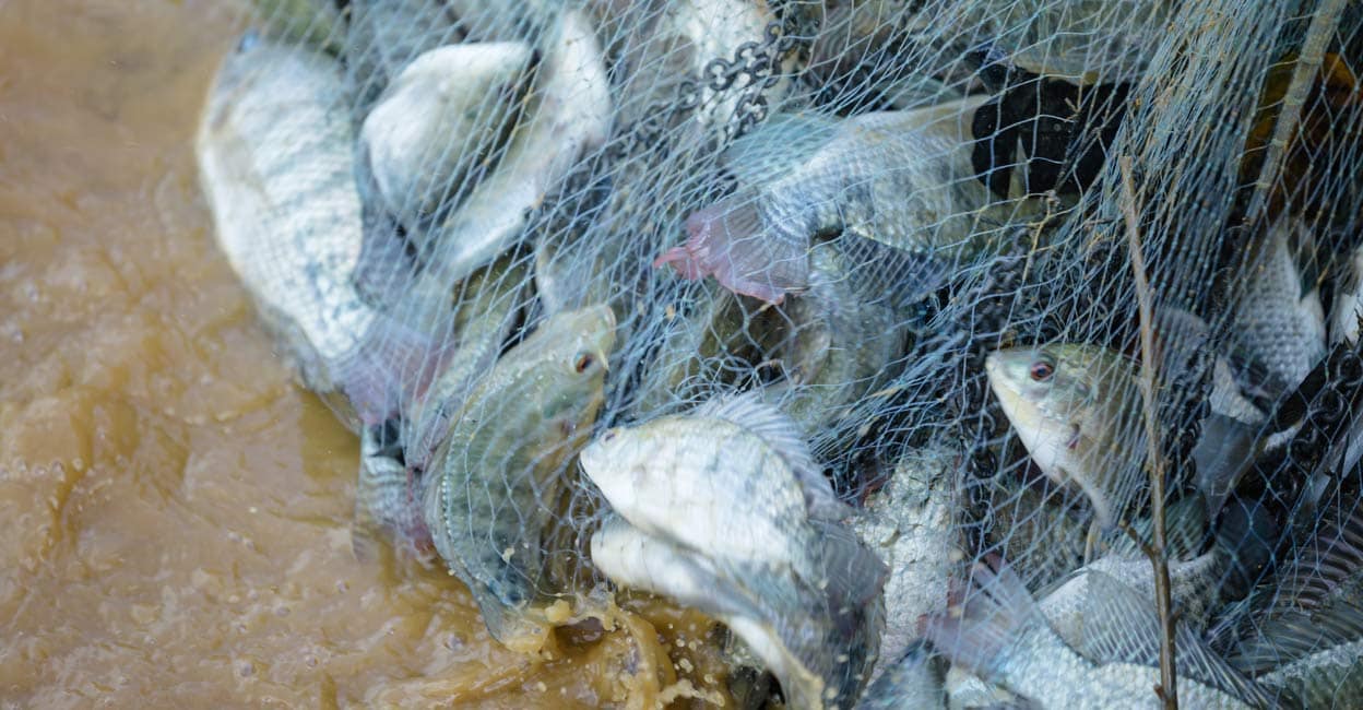 മരുഭൂമിയിൽ മത്സ്യകൃഷി നടത്തി ലോകത്തെ അദ്ഭുതപ്പെടുത്തി സൗദി - Saudi ...