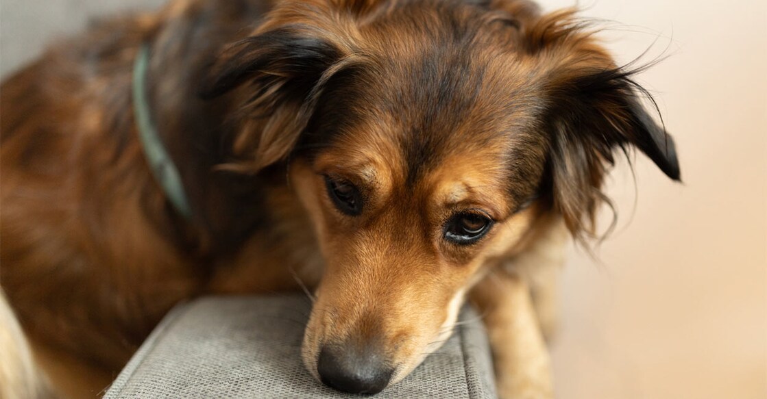 അച്ഛന്റെ മരണദിവസം മുതൽ മോണി പട്ടിണി സ്നേഹത്താൽ കണ്ണുനിറഞ്ഞു ആരും ...