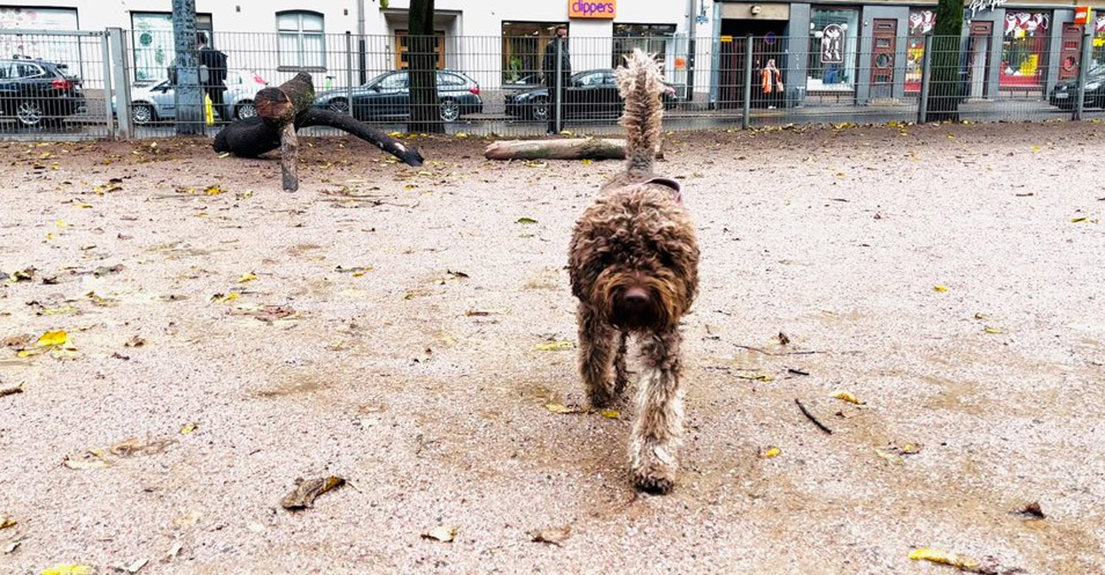സന്തോഷത്തിൽ മാത്രമല്ല, നായ സ്േനഹത്തിലും ഫിൻലൻഡ് മുന്നി ...