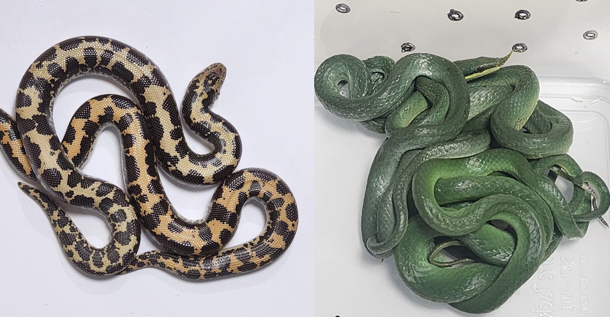 ബാഗിനുള്ളിൽ നിന്ന് ‘തലപൊക്കി’ വിഷപാമ്പുകൾ; വിമാനത്താവളത്തിലെ ബാഗേജ് ...