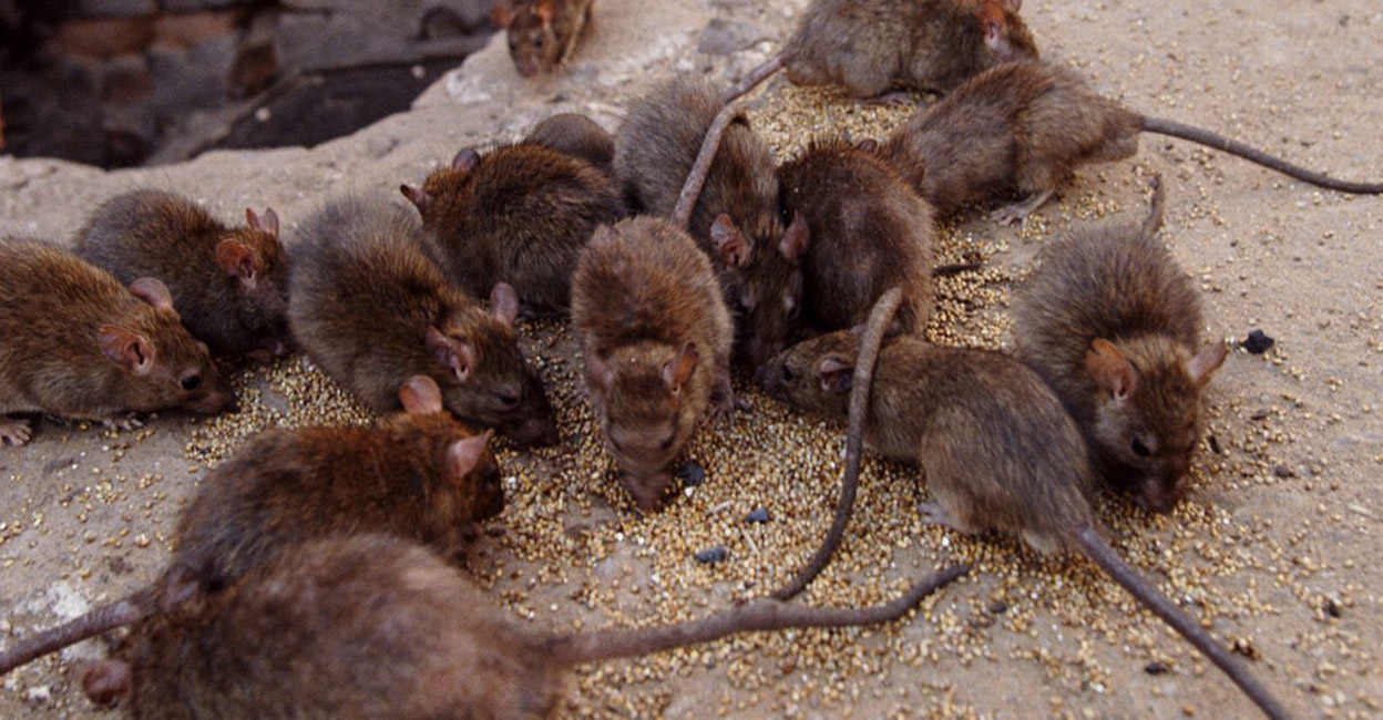 റാറ്റ് ആക്‌ഷൻ പ്ലാൻ; എലികളെ തുരത്താൻ ബിൽ പാസാക്കി - New York City ...