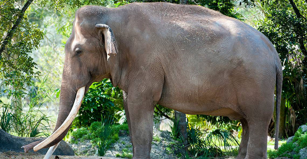 ആന കടിച്ചു; പാപ്പാന്റെ വിരലറ്റു, ഗുരുതര പരുക്ക് - Mahout finger injured ...
