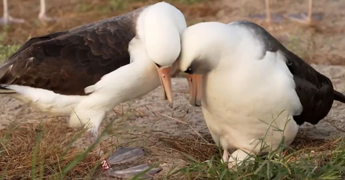 ലോകത്തിലെ ഏറ്റവും പ്രായം കൂടിയ കാട്ടുപക്ഷി മുട്ടയിട്ടു - Albatross | Egg | Laysan Albatross | 74 ...