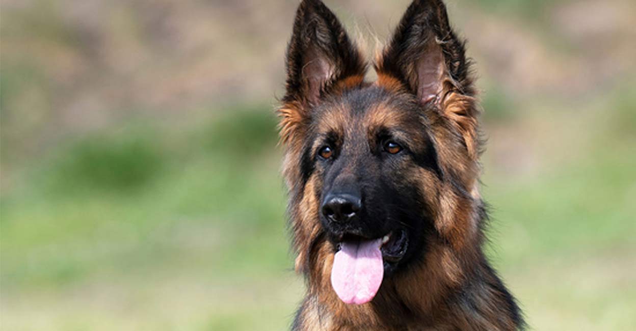 ജോ ബൈഡന്‍റെ നായ കമാൻഡറുടെ കടിയേറ്റ് രഹസ്യാന്വേഷണ ഉദ്യോഗസ്ഥർ - JoJoe ...