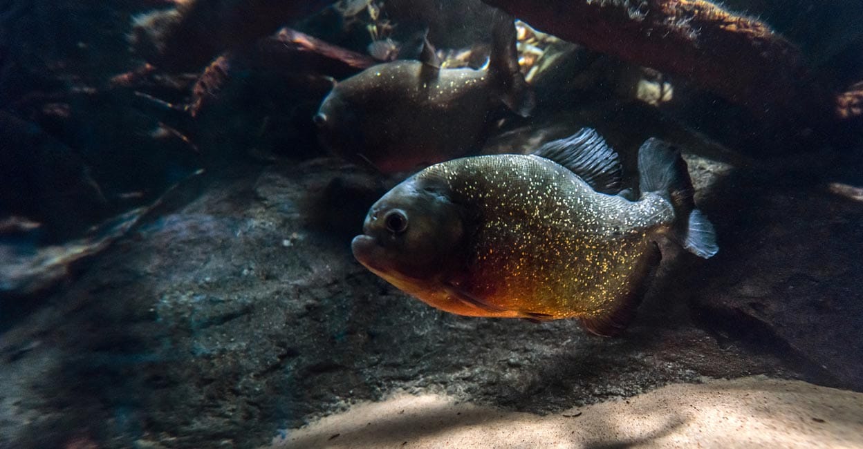 ആമസോൺ നദിയിൽ വീണ കുഞ്ഞിനെ പൊതിഞ്ഞ് പിരാനകൾ കഴുത്തിന് മുറിവേറ്റ് ...