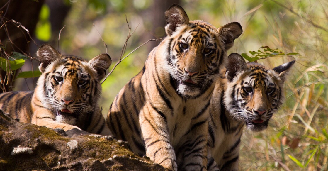 കടുവകളാണ് കമ്പനി കടുത്ത മാനസിക വിഷമം കൂട്ടായി ടൈഗര്‍ കിങ്ങിൽ നിന്നും രക്ഷപ്പെടുത്തിയ ഏഴ് കടുവക ...