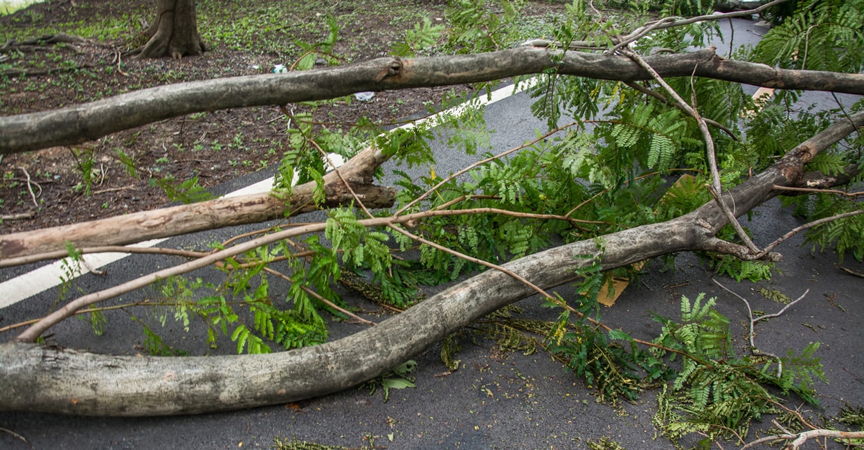 ഹൃദയം തൊടുന്ന സ്നേഹം: കൊച്ചുമക്കളെ മരണത്തിൽ നിന്ന് തട്ടിമാറ്റി, ജീവ ...