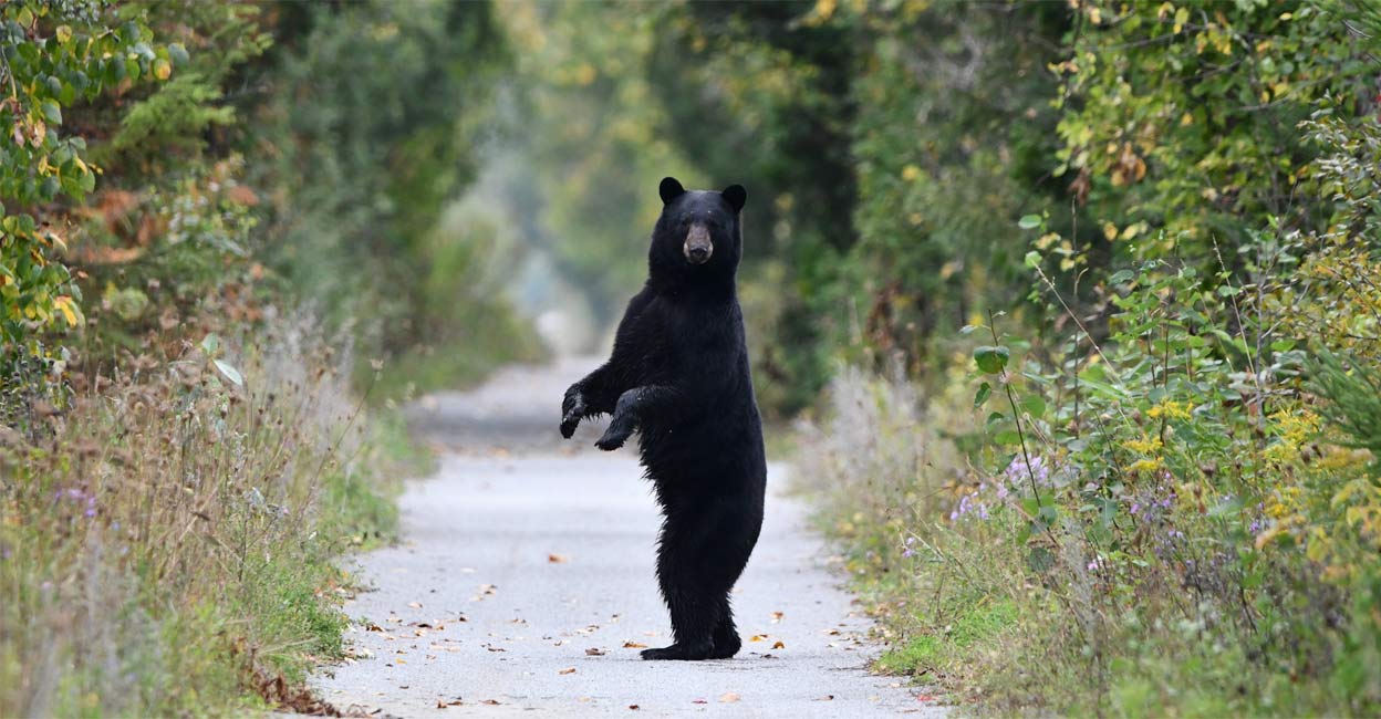 ഫ്ലോറിഡയിലെ കരടി വേട്ട അവസാനിച്ചു പത്ത് വർഷത്തിന് ശേഷം നടന്ന സീസണി ...