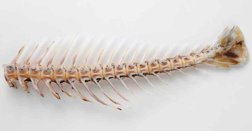 ഡോക്ടർ മഹത്വം ഓർമപ്പെടുത്തിയ ആ മീൻ മുള്ള് | Doctors Day | Fish bone ...