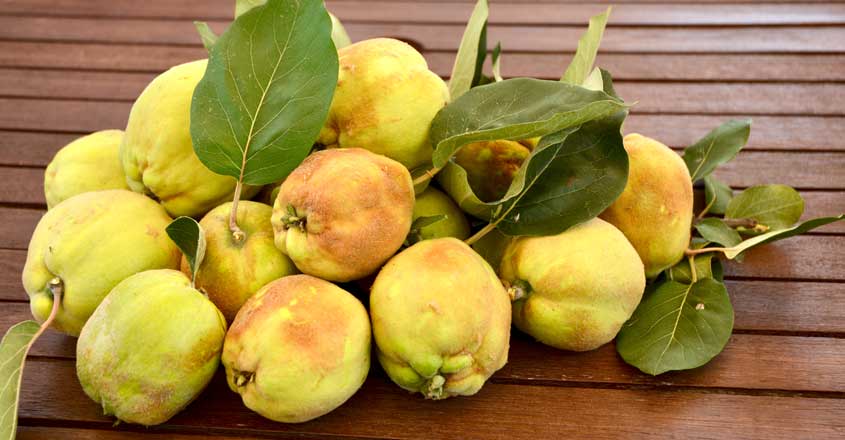 കൊളസ്ട്രോളിൽ തുടങ്ങി കാൻസർ വരെ; പരിഹാരം സബർജെല്ലിയിലുണ്ട് | സബർജെല്ലി ...