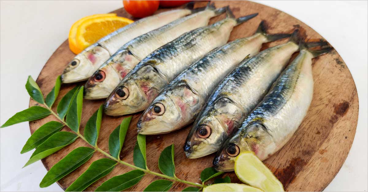 മത്തിക്കു മതിയായി ! - Sardine Kerala | Manorama Online