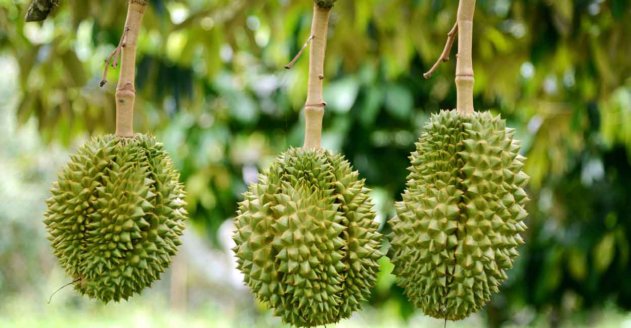 ദുരിയാൻ: തെക്കുകിഴക്കൻ ഏഷ്യയിലെ പഴങ്ങളുടെ രാജാവ്; അറിയാം ആരോഗ്യഗുണങ്ങ ...