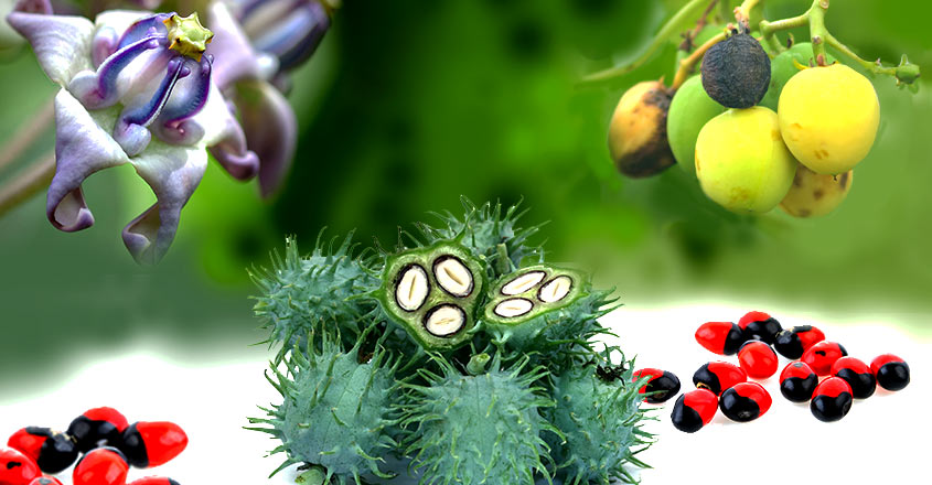 ഇവയൊന്നും ജൈവമല്ല, അറിയാതെ പോലും കഴിക്കരുതേ ഈ 10 ഫലങ്ങൾ | Poisonous ...