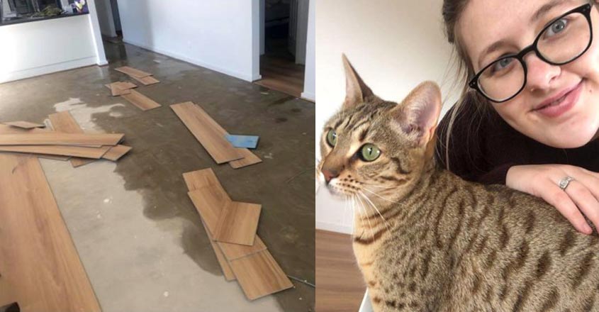 വളർത്തുപൂച്ച വീടിനകം നശിപ്പിച്ചു; നഷ്ടം 11 ലക്ഷം രൂപ!