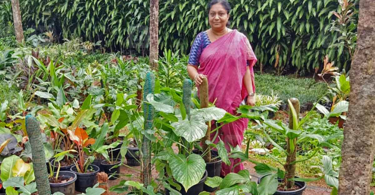 15 വർഷമായി ഉദ്യാനത്തിലൂടെ വരുമാനം കണ്ടെത്തി രഹ്ന | Garden | മനോരമവീട് ...