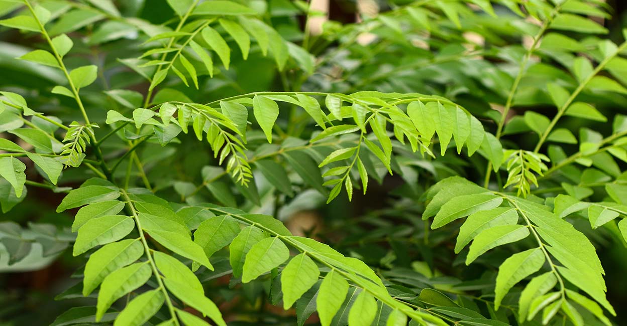 അടുക്കള ക്ലീനാകും, ഉറുമ്പുകളെ തുരത്തും: കറിവേപ്പില മാത്രം മതി!