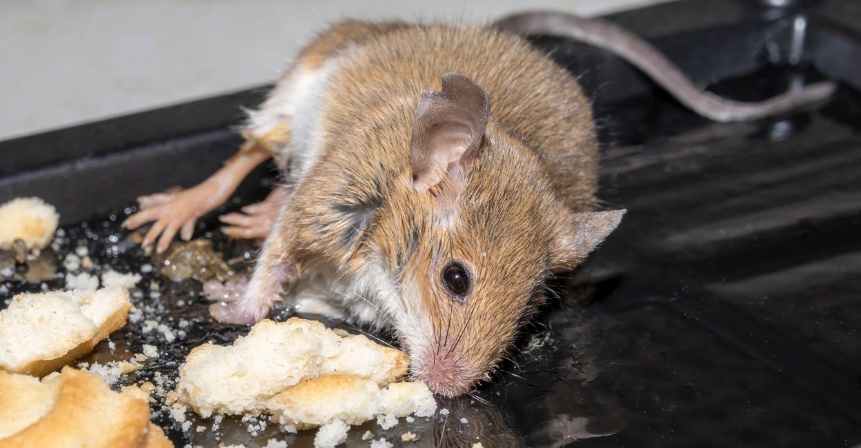 മഴക്കാലം; വീട്ടിൽ എലിയെ പേടിക്കണം; തുരത്താൻ ചില എളുപ്പവഴികൾ | Rat ...