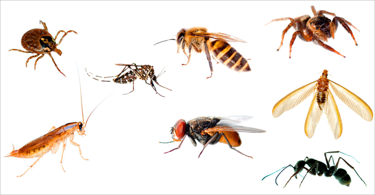 വീട്ടിൽ കീടങ്ങളുടെയും പ്രാണികളുടെയും ശല്യം ഇനി ഇല്ലേയില്ല: ഇവ ...