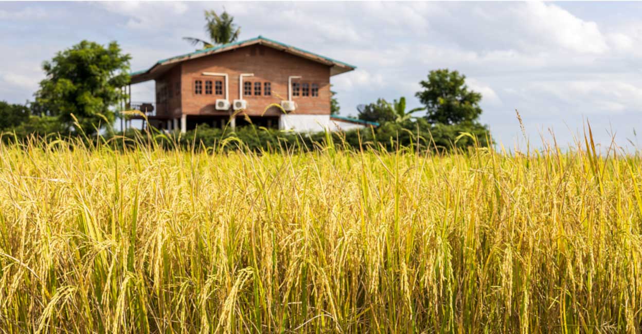 പച്ചപ്പും ഹരിതാഭയും കണ്ട് വയലിനരികെ വീടുവച്ചു; അബദ്ധമായി; അനുഭവം