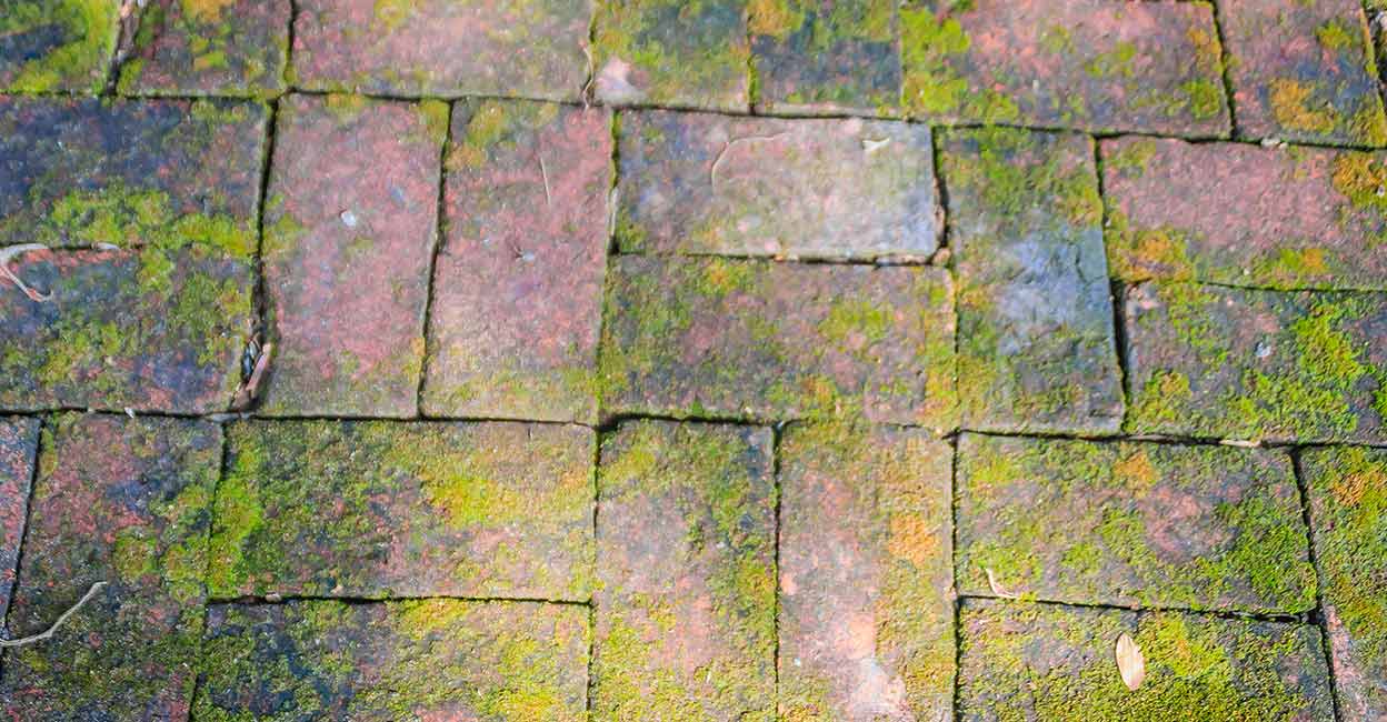 മഴക്കാലം-വീട്ടിലെ പായൽശല്യം എളുപ്പത്തിൽ ഒഴിവാക്കാം; ഇവ പരീക്ഷിക്കൂ