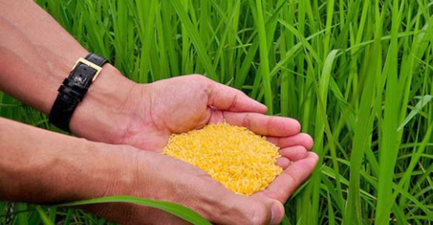 ലോകത്താദ്യമായി സ്വർണ്ണ അരി ബംഗ്ലാദേശികൾ കഴിക്കും | Genetically Modified ...