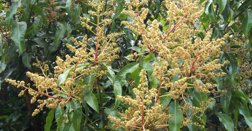 മാമ്പൂവിൽ പ്രതീക്ഷവച്ച് കർഷകർ- Mango Tree Flowering