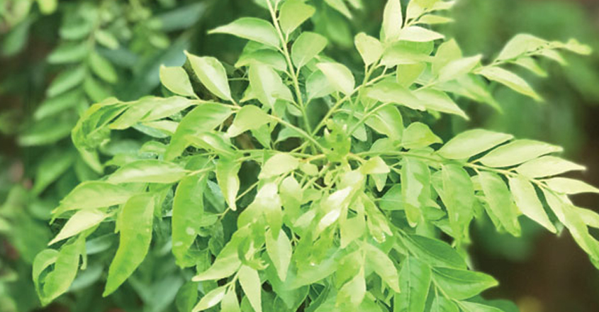 നടീൽവസ്തുക്കൾ വിൽപനയ്ക്ക്